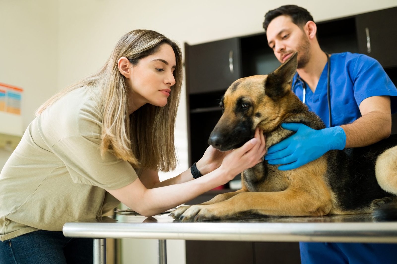 Veterinary consultation & treatment – Soul Vet
